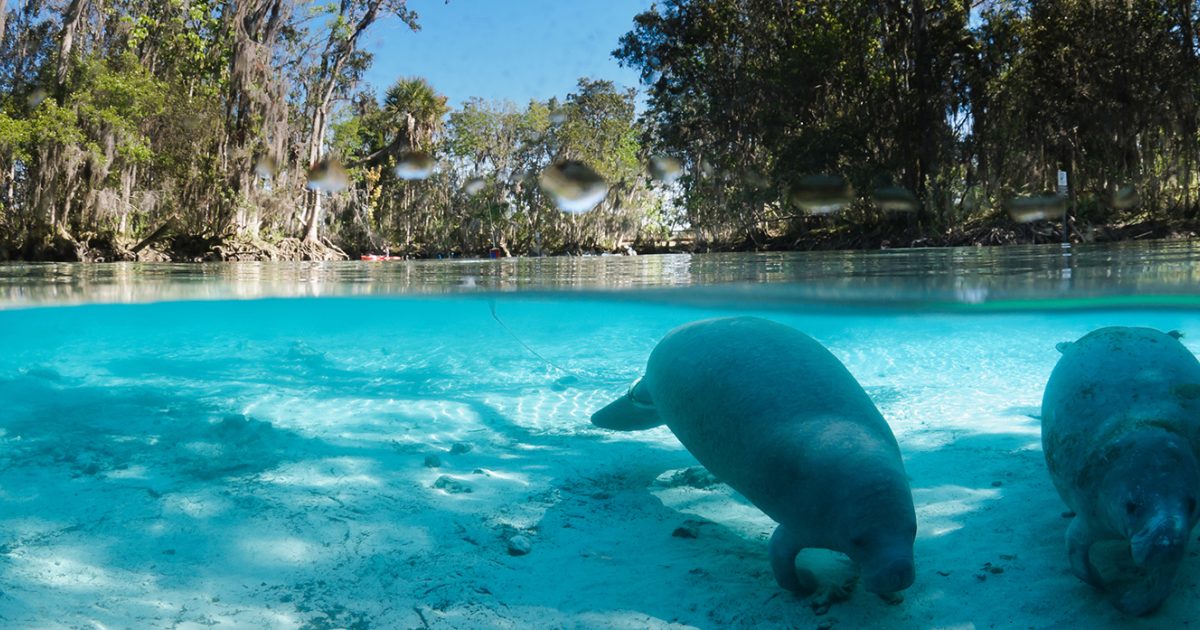 A guide to Manatees, Scalloping in Crystal River, Florida - Tourintravel
